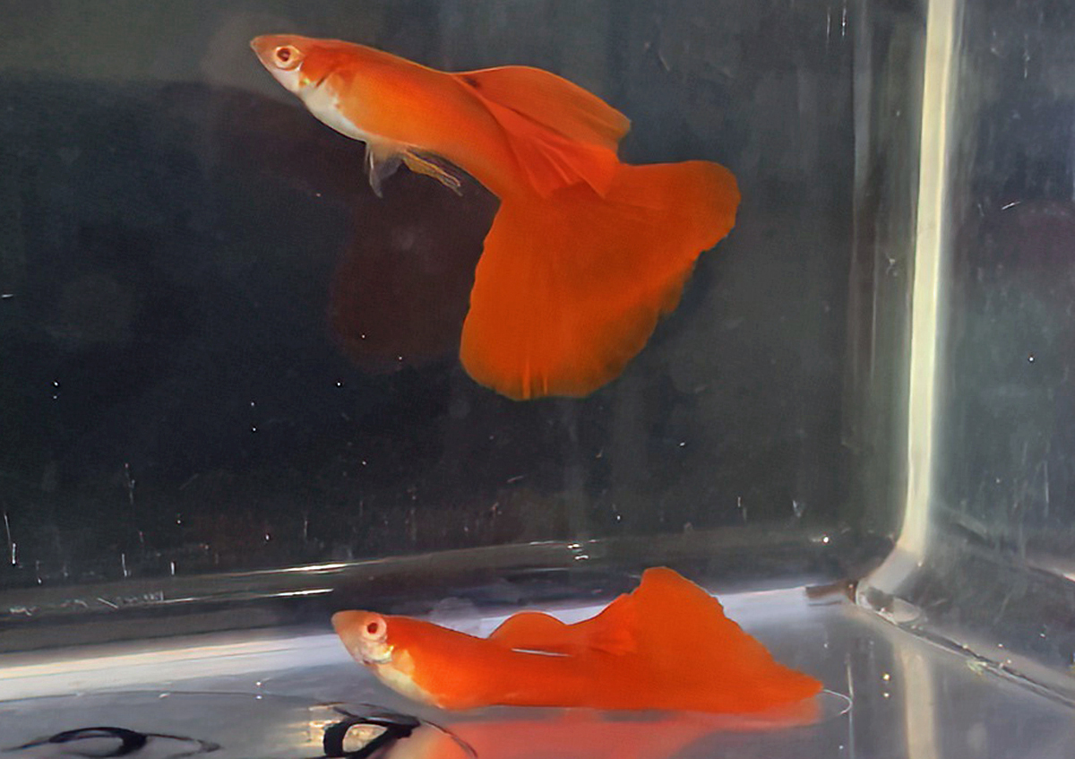 South Jersey Guppy Group (Fancy Guppies) Specializing in championship ...