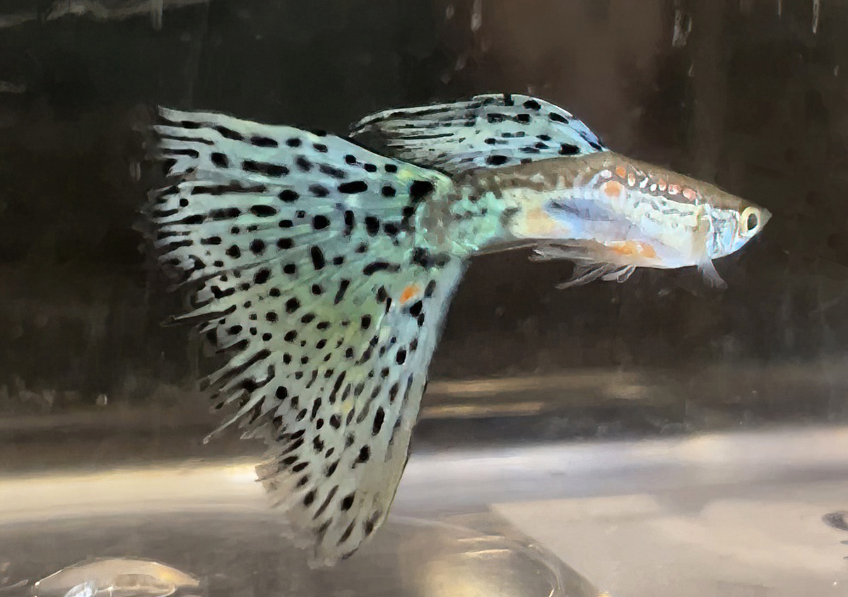South Jersey Guppy Group (Fancy Guppies) Specializing in championship ...
