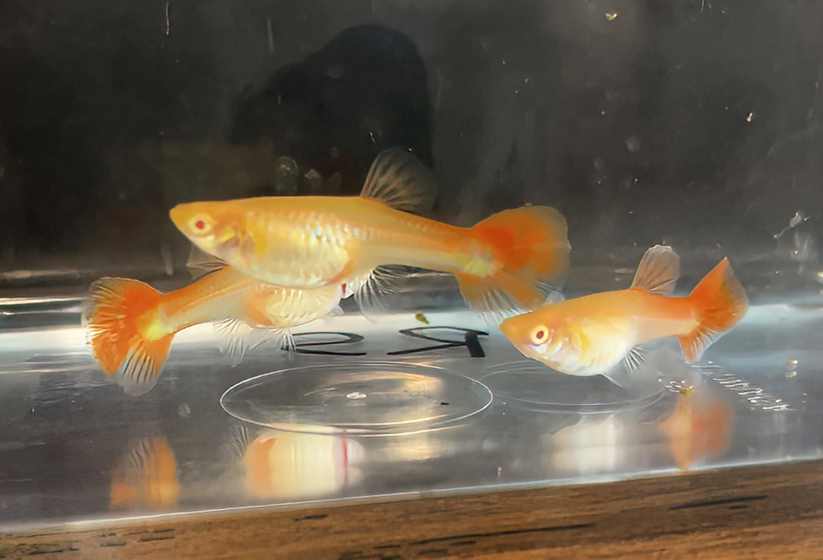 South Jersey Guppy Group (Fancy Guppies) Specializing in championship ...