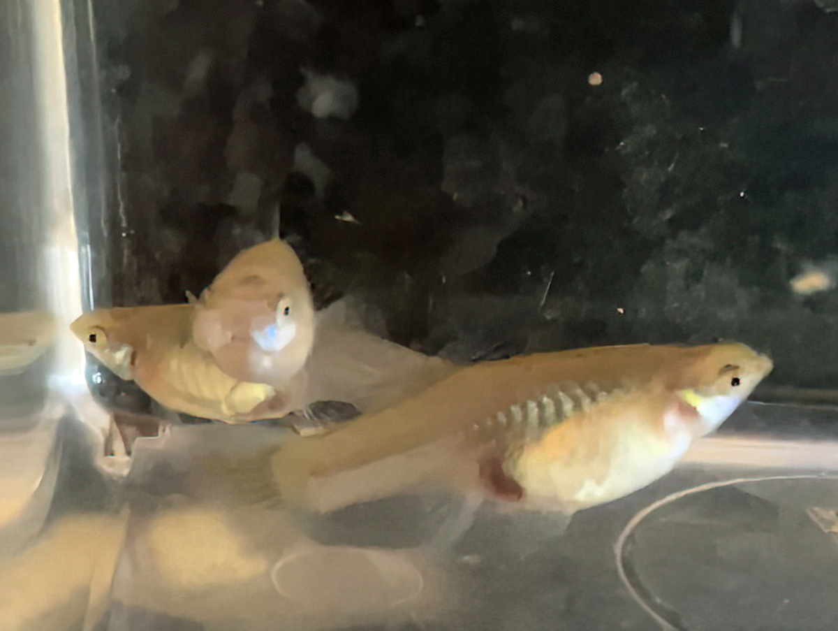 South Jersey Guppy Group (Fancy Guppies) Specializing in championship ...